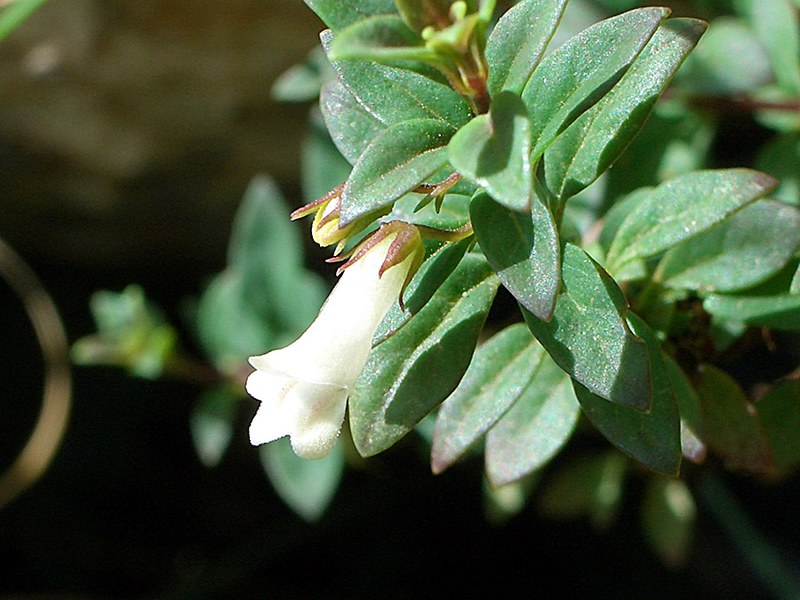 Stemodiopsis ruandensis Rugarama, Rwanda (3) | Universität Koblenz