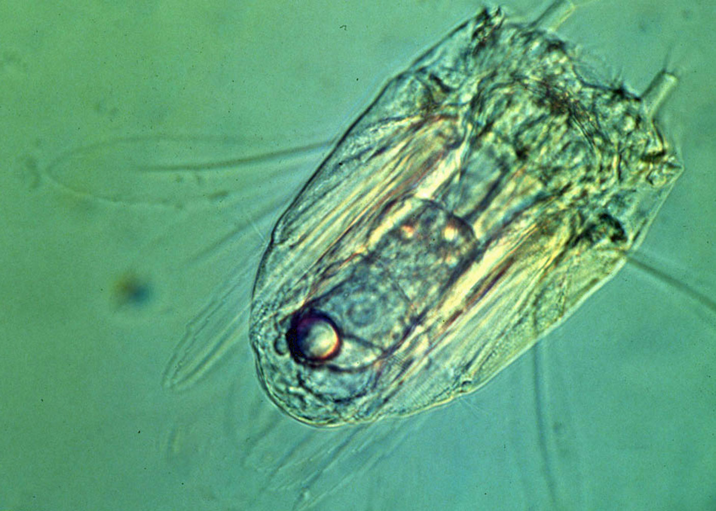Polyarthra vulgaris | Universität Koblenz