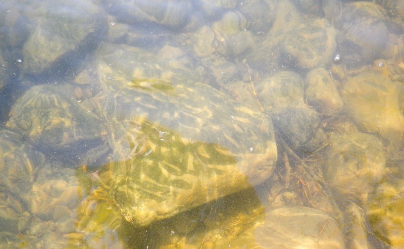 Fleißige Putzkolonne in der Nister benötigt Bodyguards | Universität ...